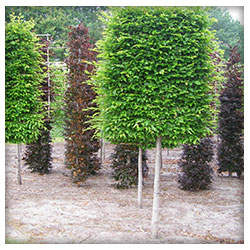 Assortiment - Henk Hamers Bomen